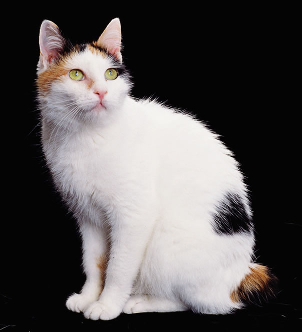 Breed Comparisons - Japanese Bobtail | World Cat Congress