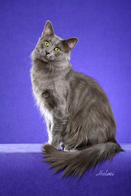Breed Comparisons - Nebelung | World Cat Congress