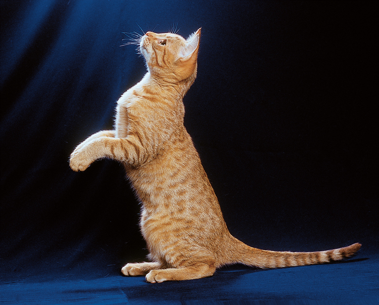 Cinnamon Ocicat
